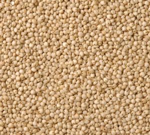 DHARMA AGRI COMMODITIES – Nurturing Growth, Powering Trade